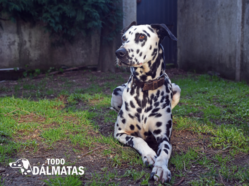 Historia de los Dálmatas 👉 Todo lo que NECESITAS saber