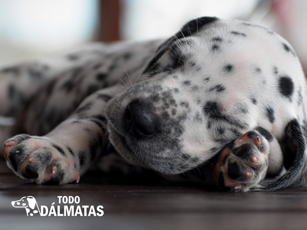 📸 Las Mejores FOTOS ⭐ La VIDA de un DÁLMATA