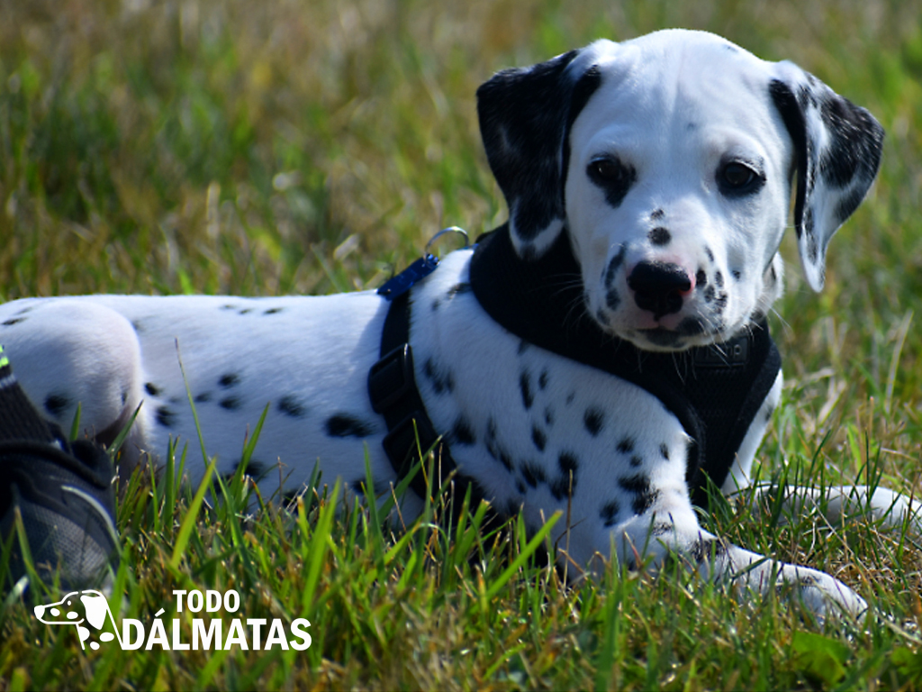 Adiestramiento de tu Dálmata ★ DESCÚBRELO AQUÍ